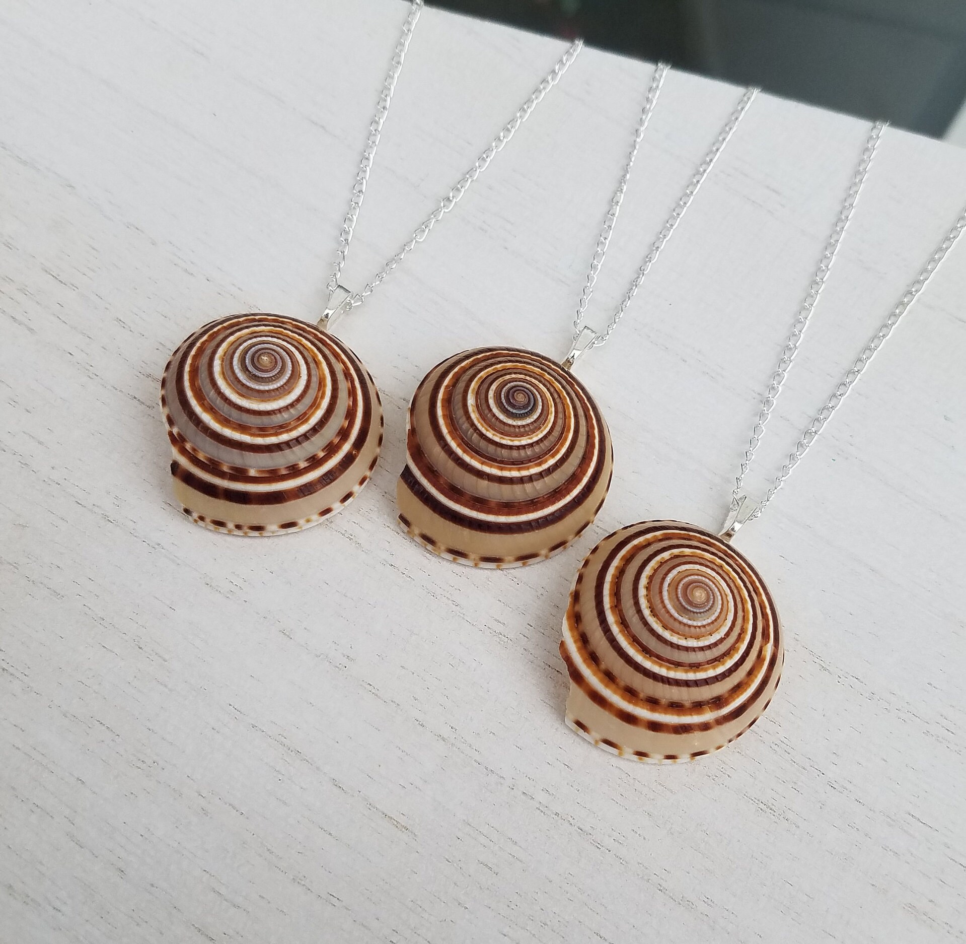 Real Natural Brown Sundial Shell Seashell Sun Dial Florida | Etsy