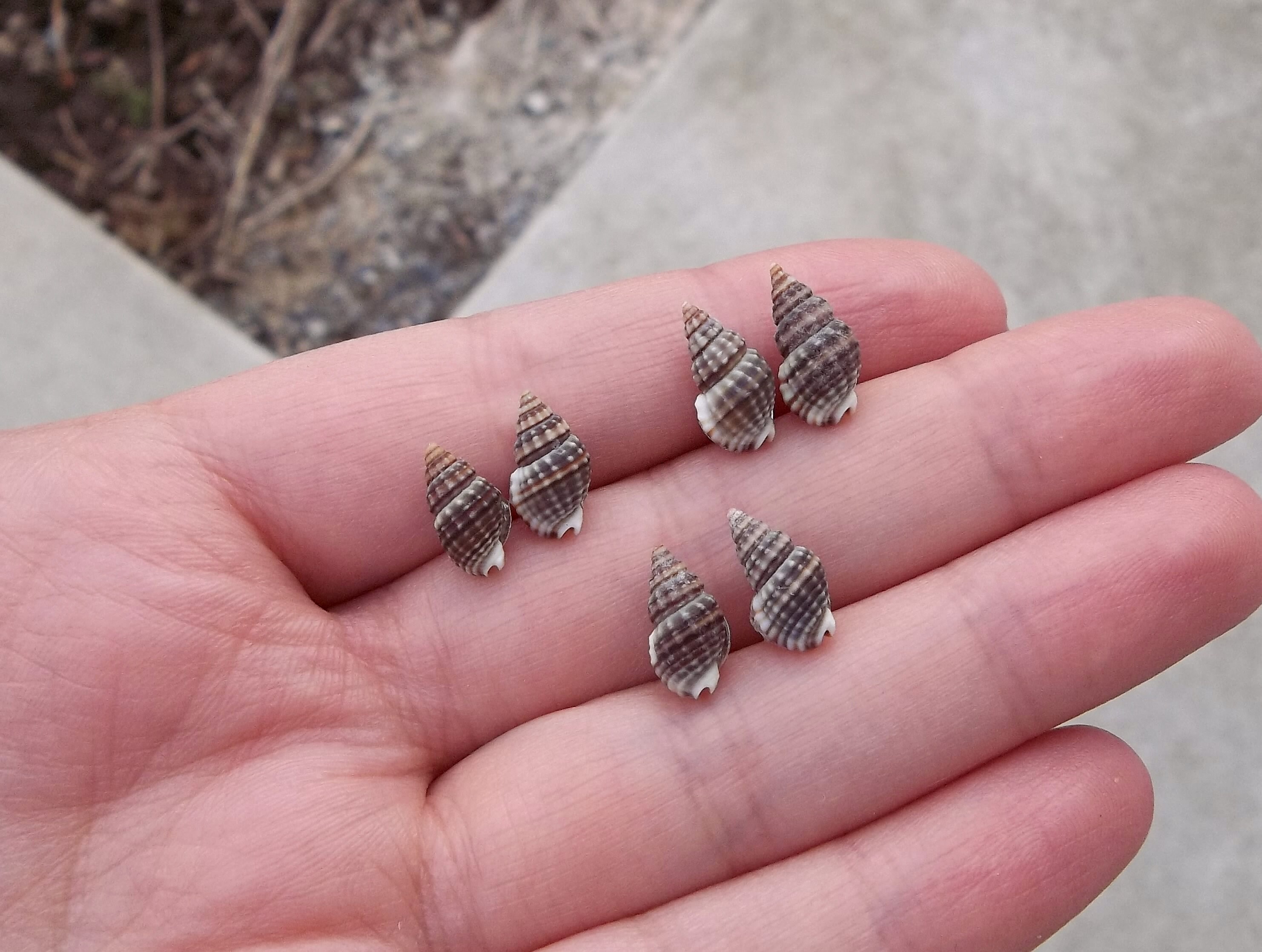 Real Natural Small Brown Conch Shell Seashell Ocean Beach | Etsy