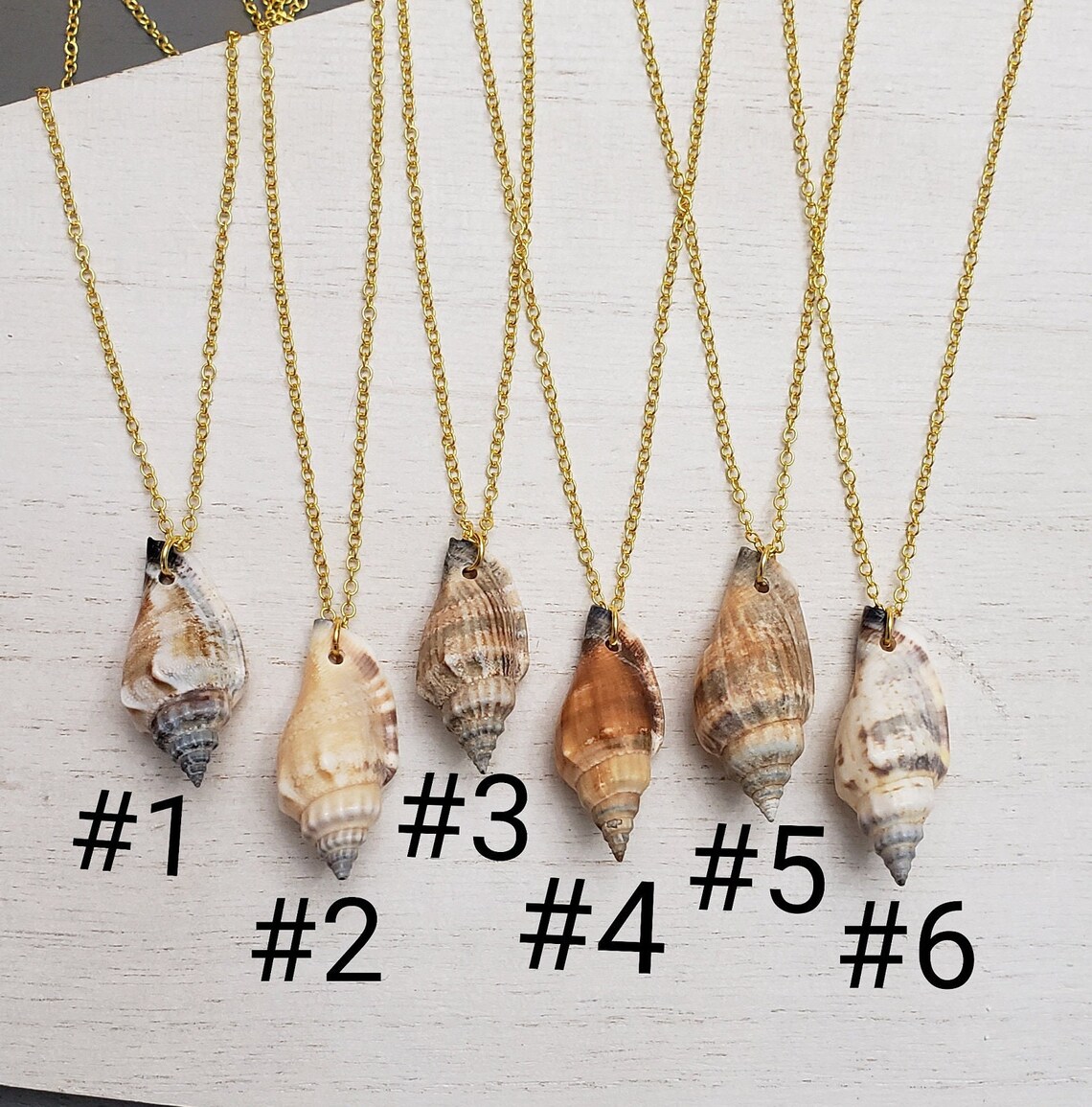 Real Natural Tan White Brown Conch Shell Seashell Horn Beach - Etsy