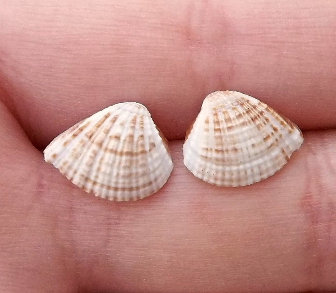 Real Natural White Brown Tiny Clam Shell Seashell Scallop Ocean Beach ...