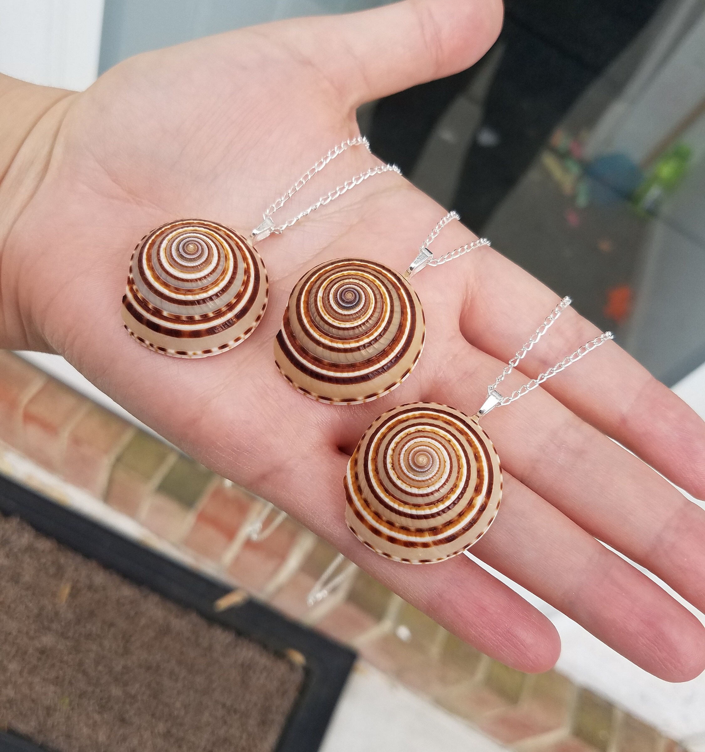 Real Natural Brown Sundial Shell Seashell Sun Dial Florida | Etsy