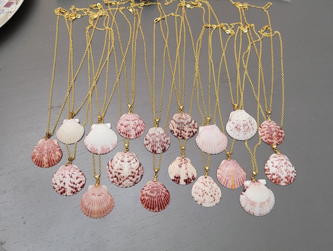 Real Natural Vibrant Florida Scallop Shell Seashell Island Ocean Beach ...