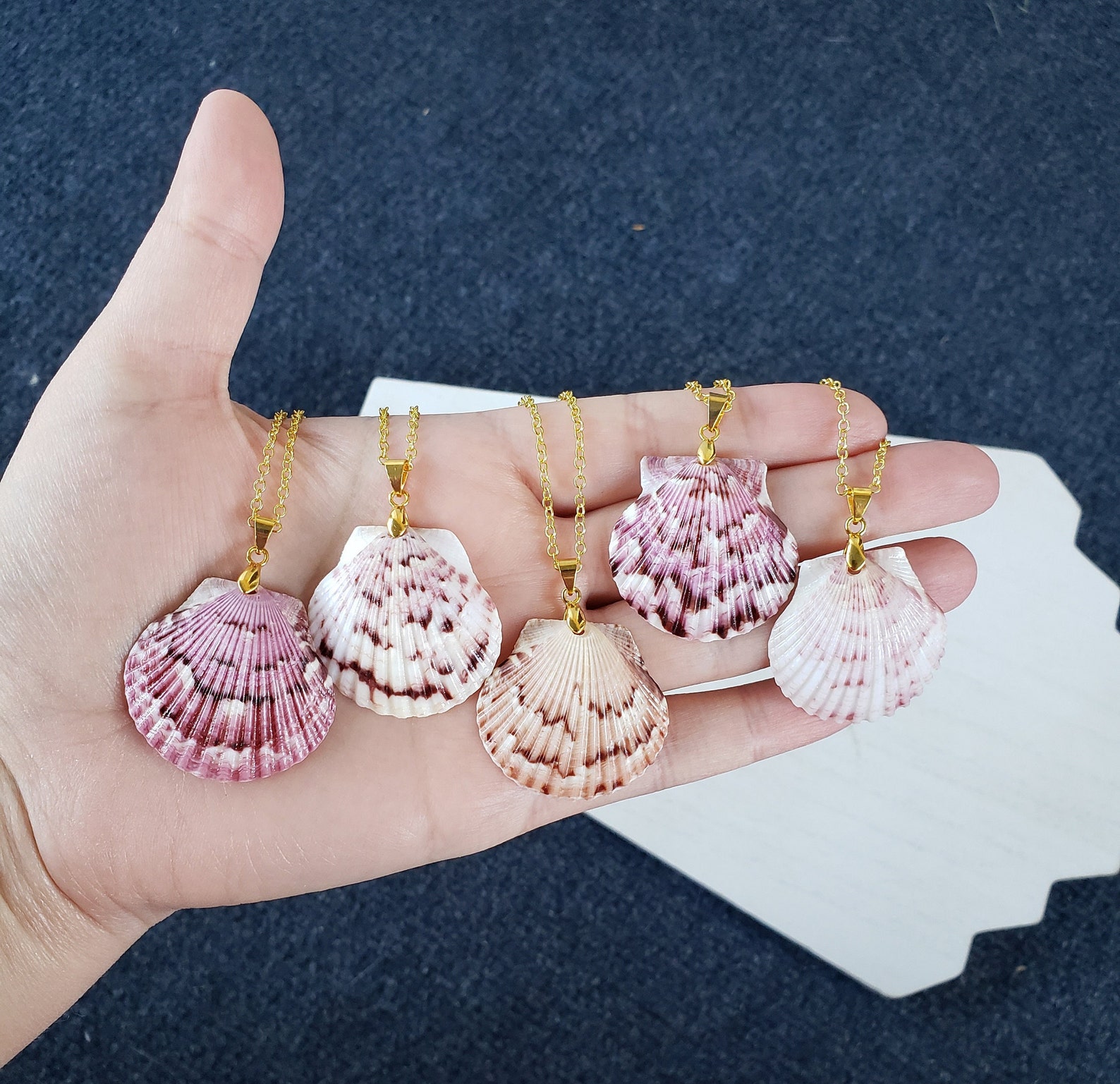 Real Natural Vibrant Florida Scallop Shell Seashell Island - Etsy