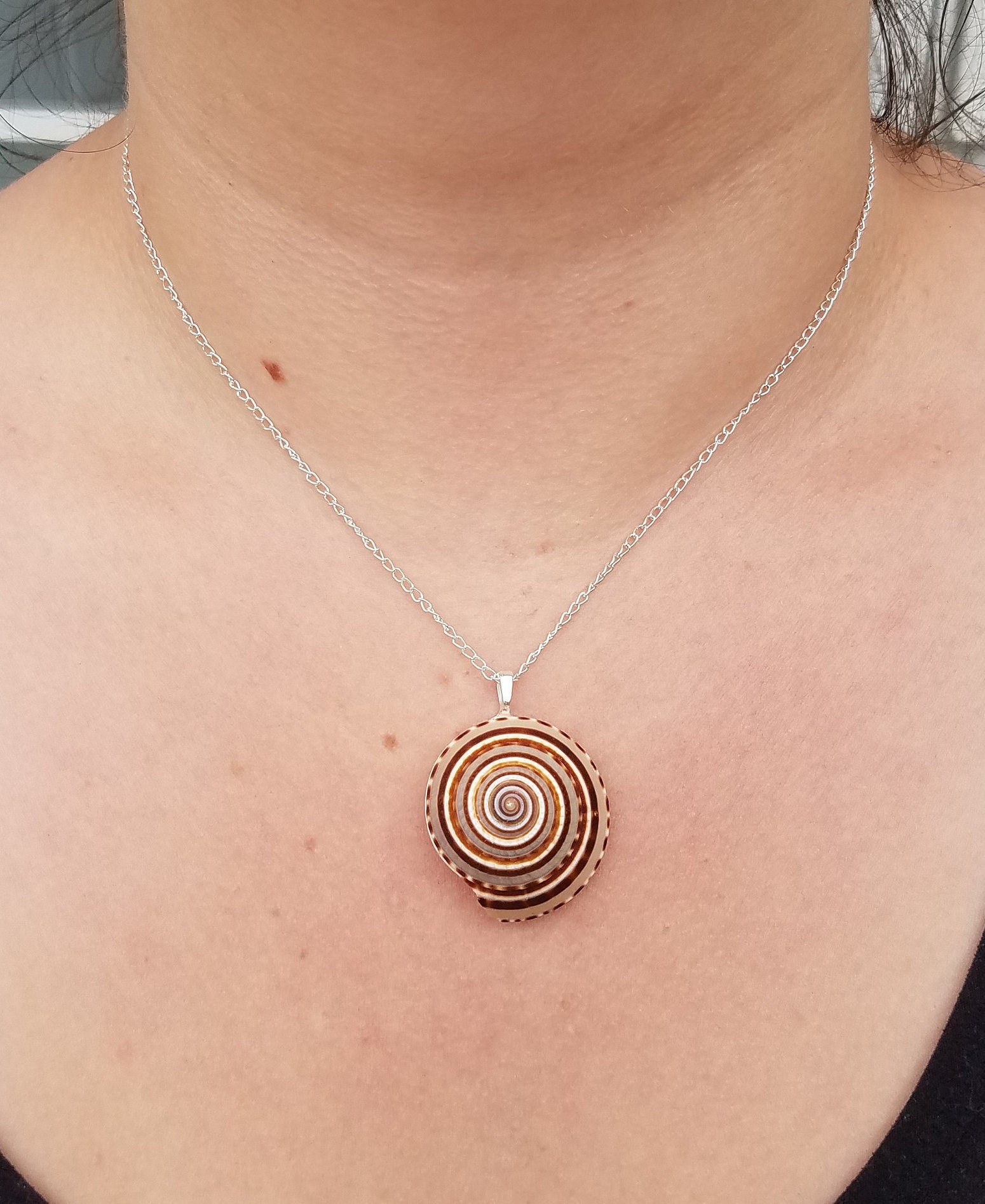 Real Natural Brown Sundial Shell Seashell Sun Dial Florida | Etsy