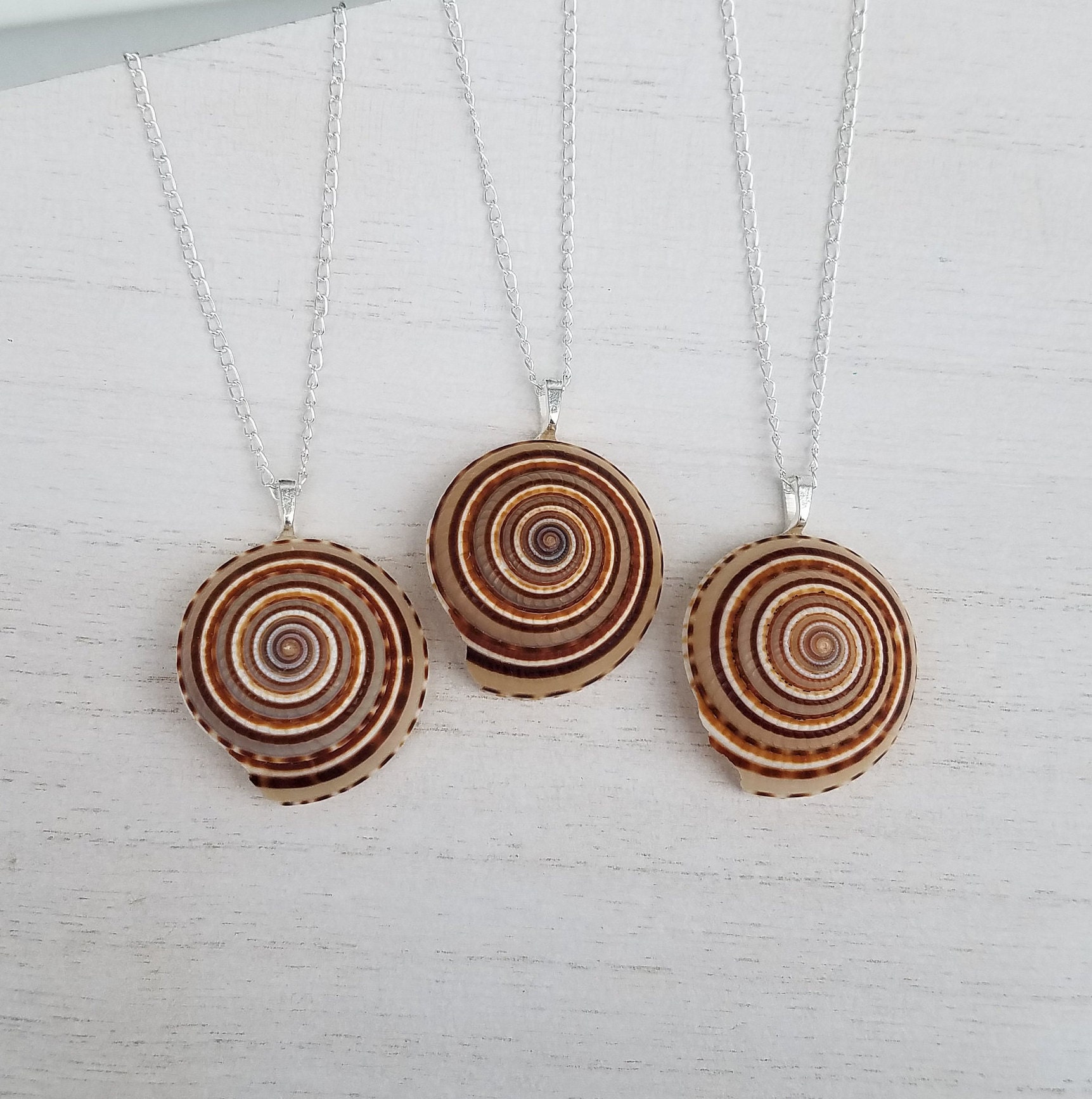 Real Natural Brown Sundial Shell Seashell Sun Dial Florida | Etsy