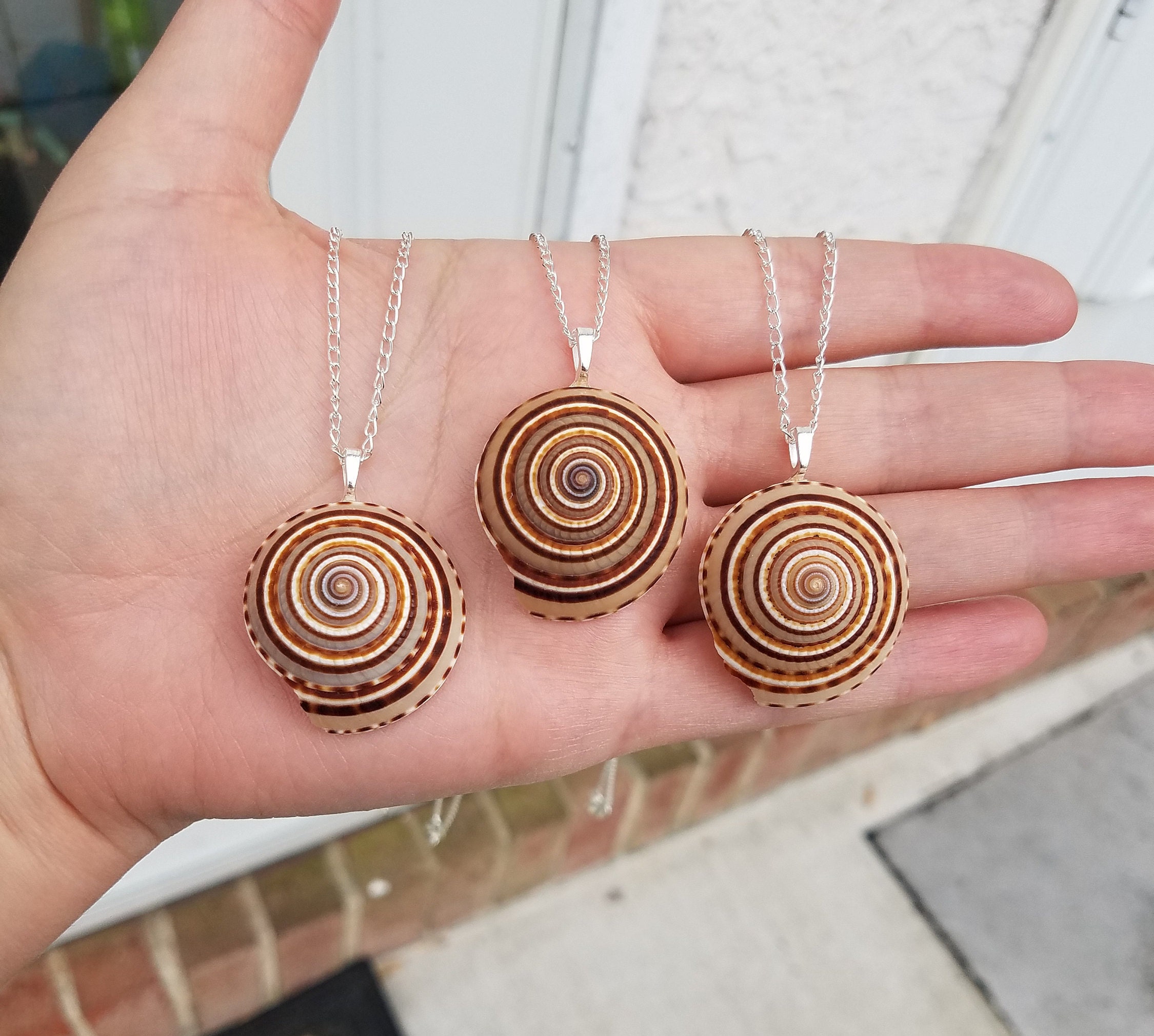 Real Natural Brown Sundial Shell Seashell Sun Dial Florida | Etsy