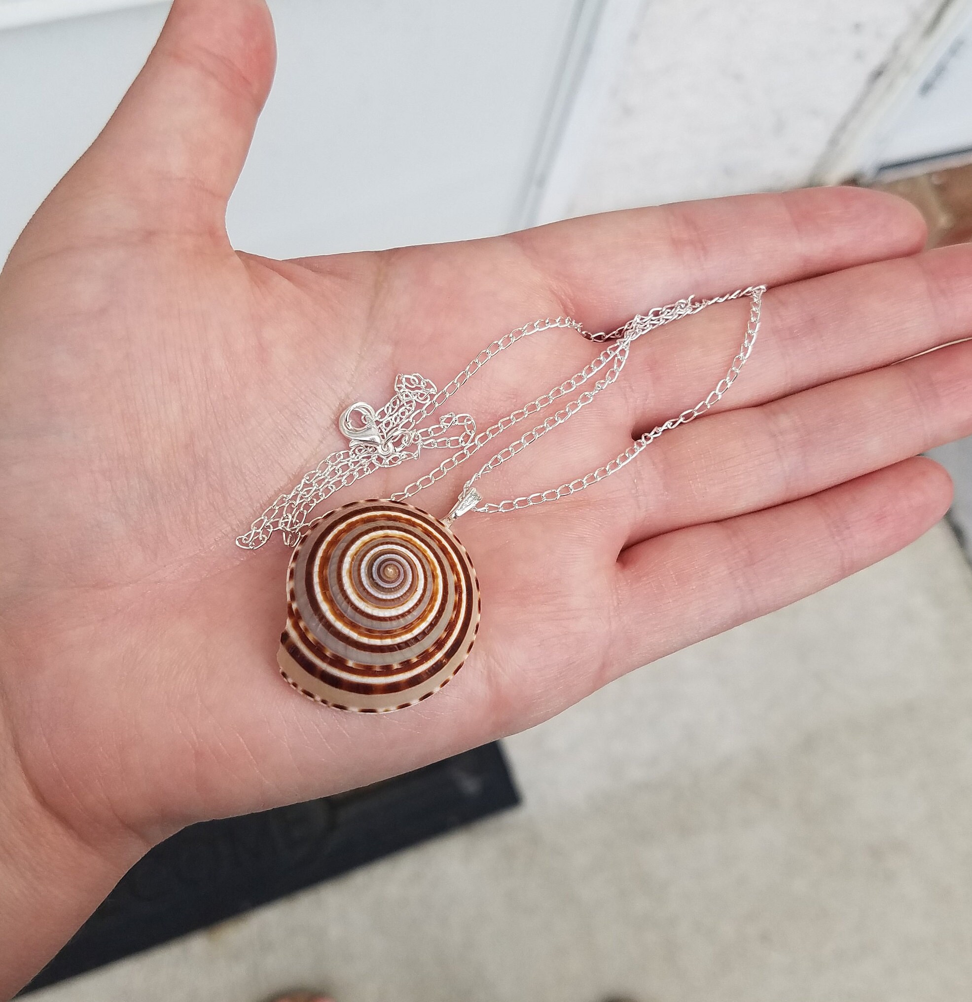 Real Natural Brown Sundial Shell Seashell Sun Dial Florida | Etsy