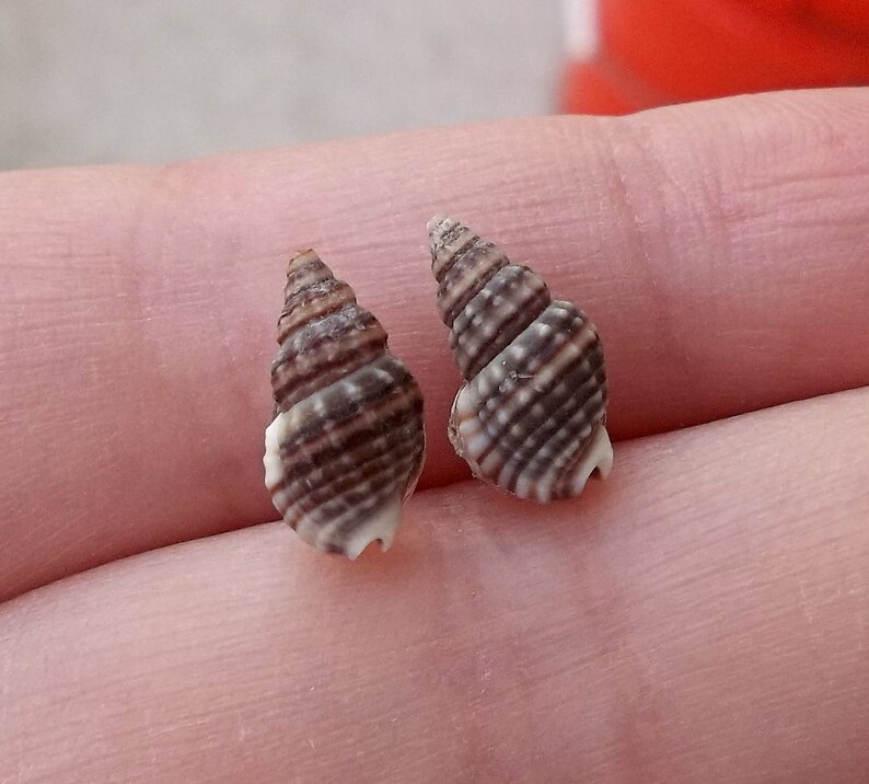 Real Natural Small Brown Conch Shell Seashell Ocean Beach - Etsy