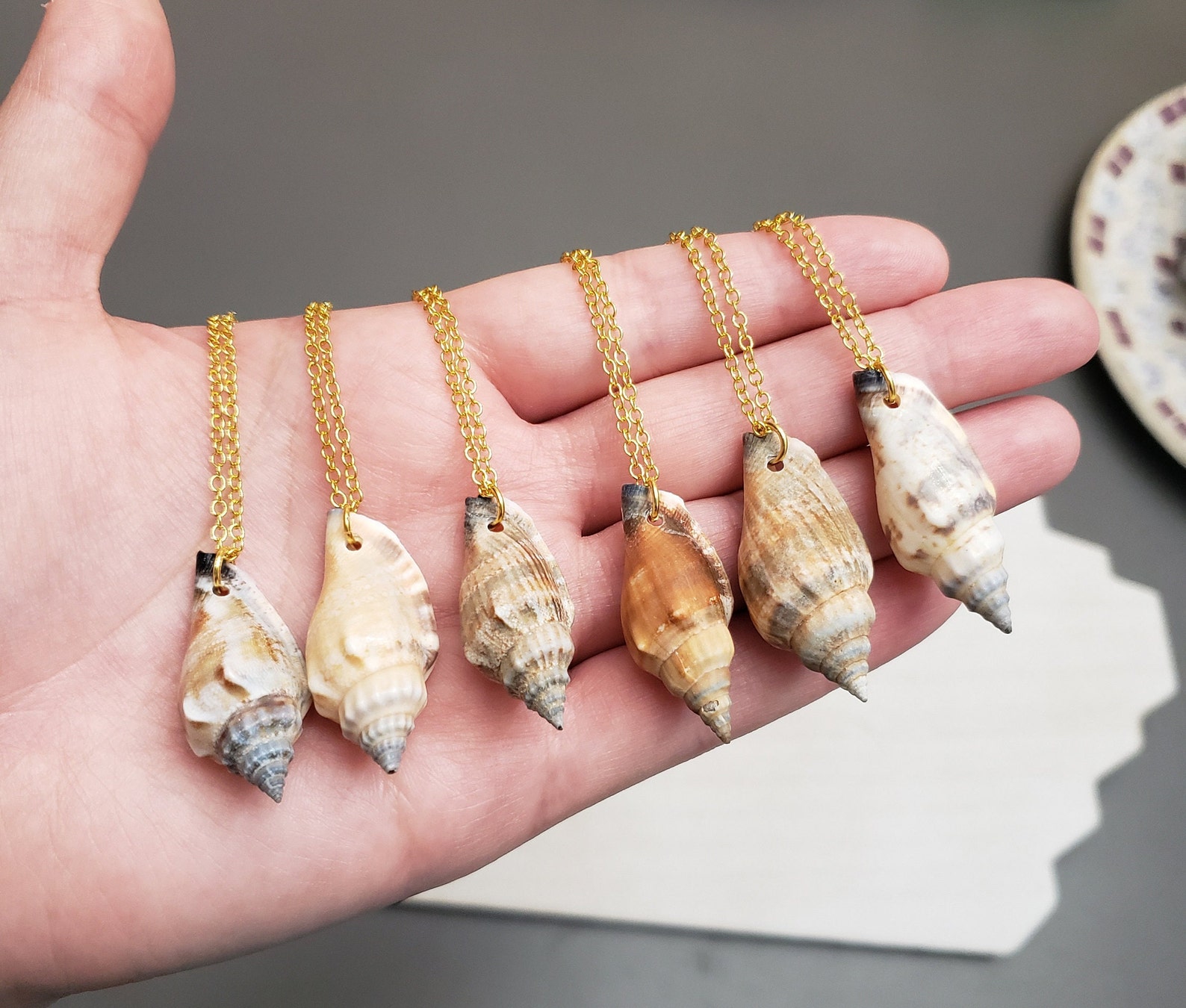 Real Natural Tan White Brown Conch Shell Seashell Horn Beach - Etsy