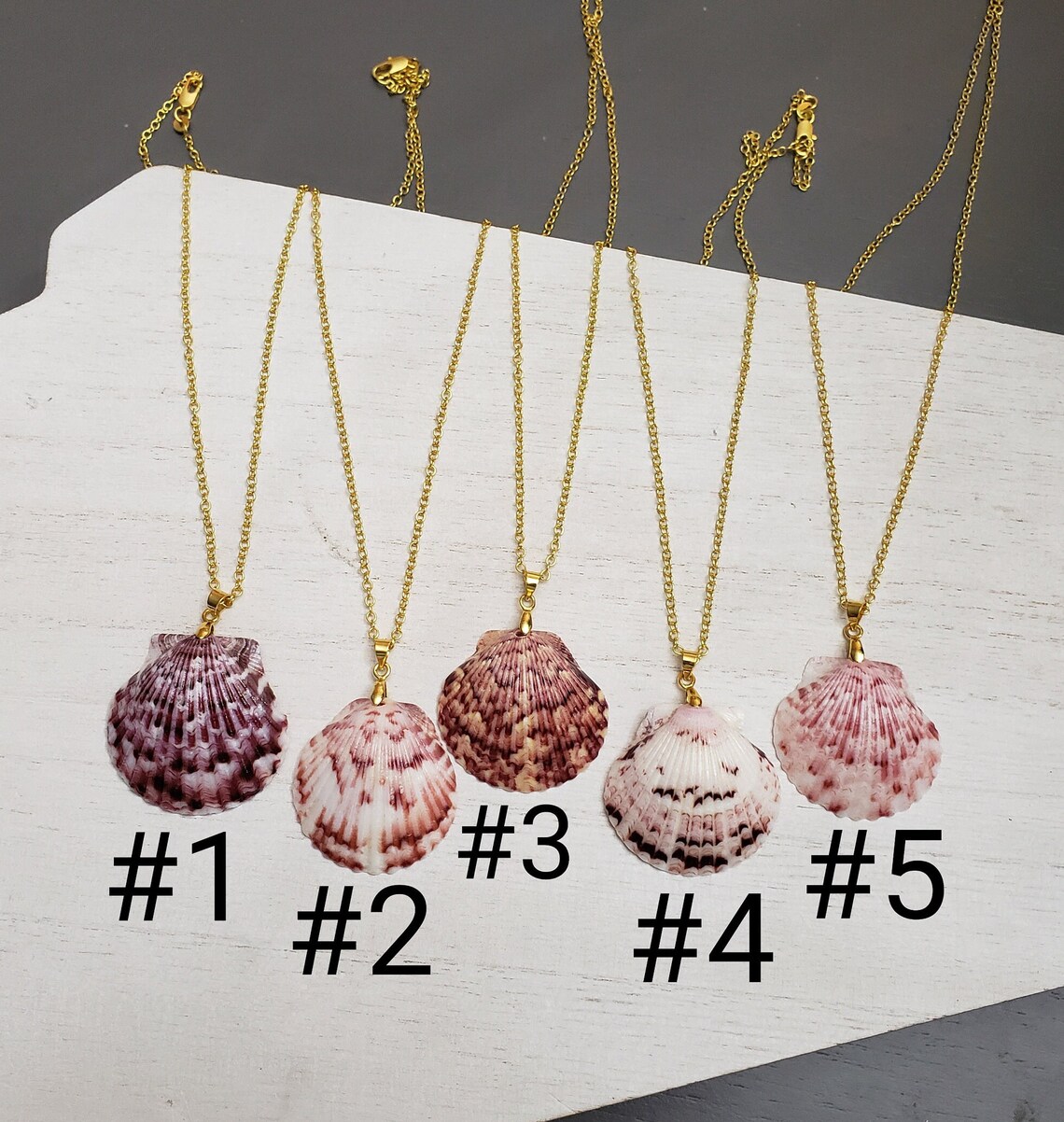 Real Natural Vibrant Florida Scallop Shell Seashell Island - Etsy