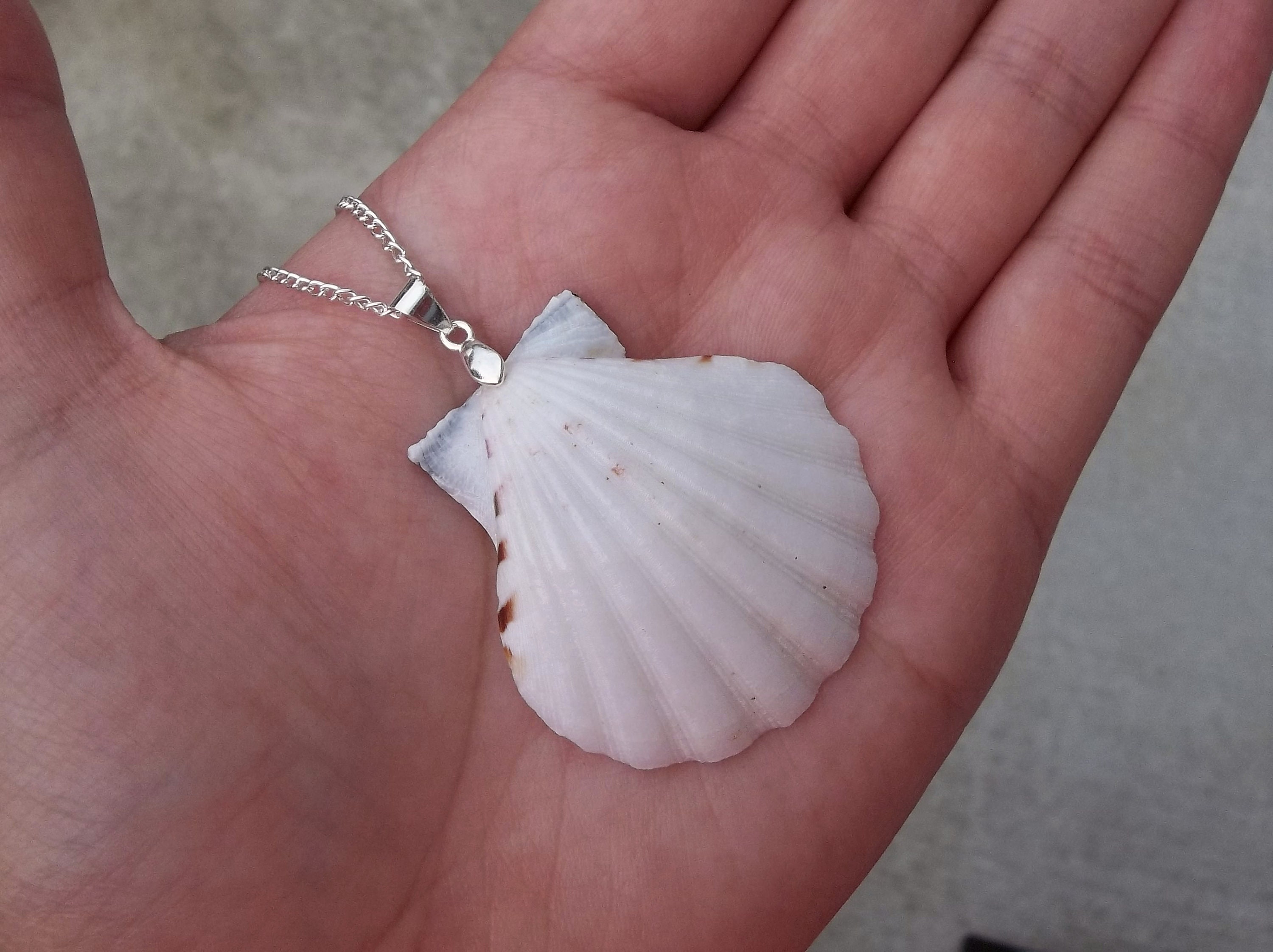 Real Natural White Scallop Seashell Shell Mermaid Ocean Beach | Etsy