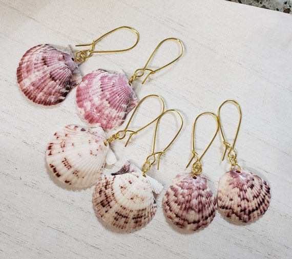 Real Natural Calico Pink Purple Florida Seashell Shell Scallop - Etsy