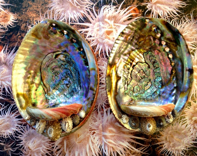 Candle Wall Sconce Pair/set/duo Abalone Shell Lamp - Etsy