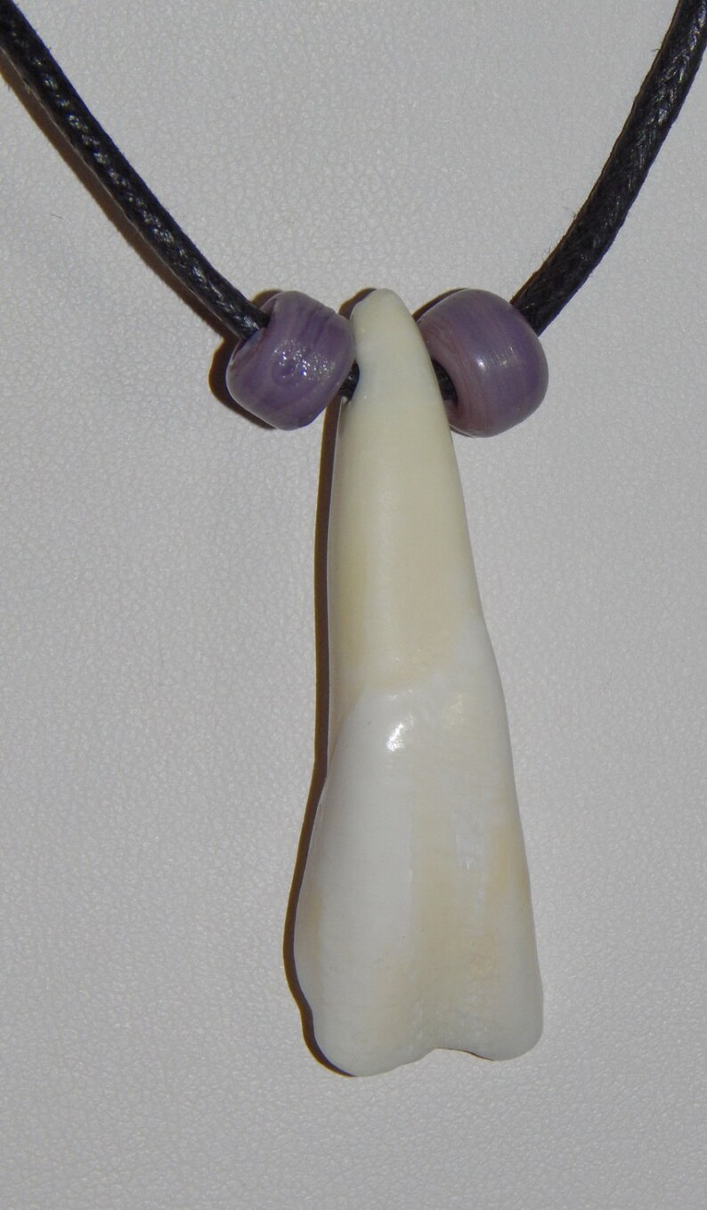 Genuine Water Buffalo Tooth Necklace With Lilac Colored Accent - Etsy