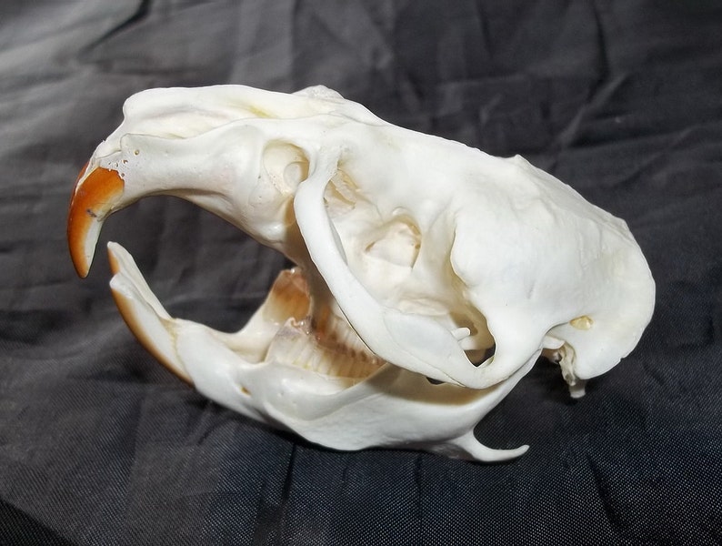 1 1 Quality Genuine Muskrat Skull-bone-teeth - Etsy