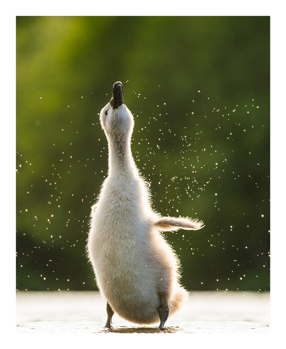 SHAKE IT OFF Cute Cygnet Bath Time. Swanling Bird Bathing. - Etsy