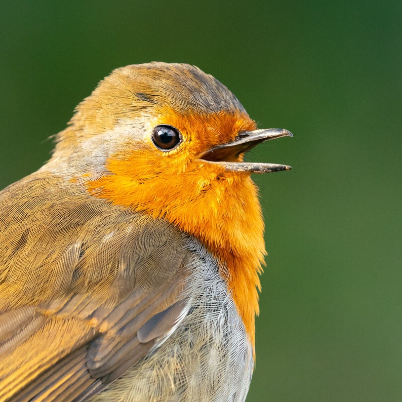 Bird on a Wire robin Wildlife Photography Print - Etsy