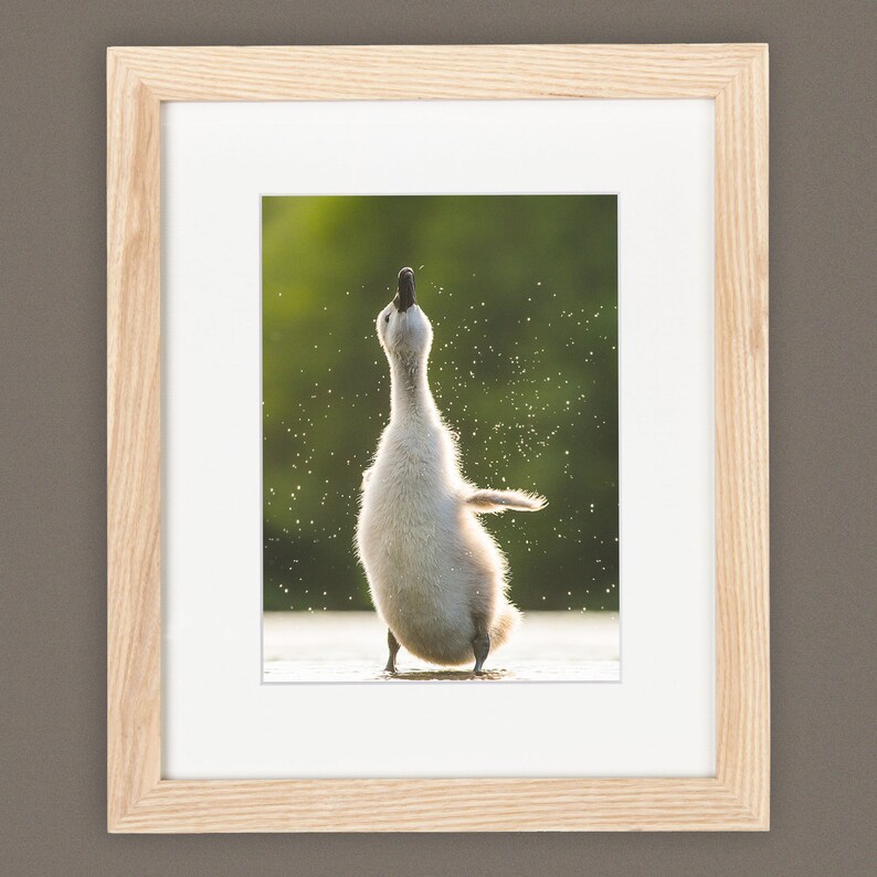 SHAKE IT OFF Cute Cygnet Bath Time. Swanling Bird Bathing. - Etsy