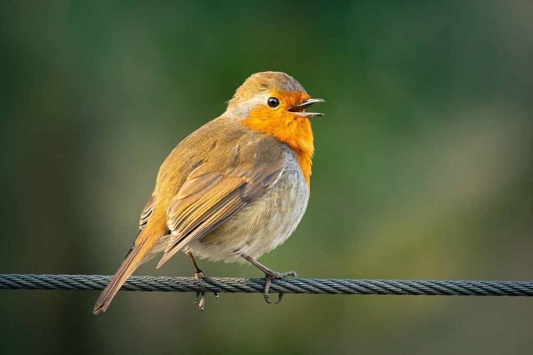 Bird on a Wire robin Wildlife Photography Print - Etsy
