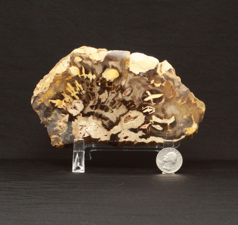 Large Genuine Peanut Wood Jasper Specimen 368g - Etsy