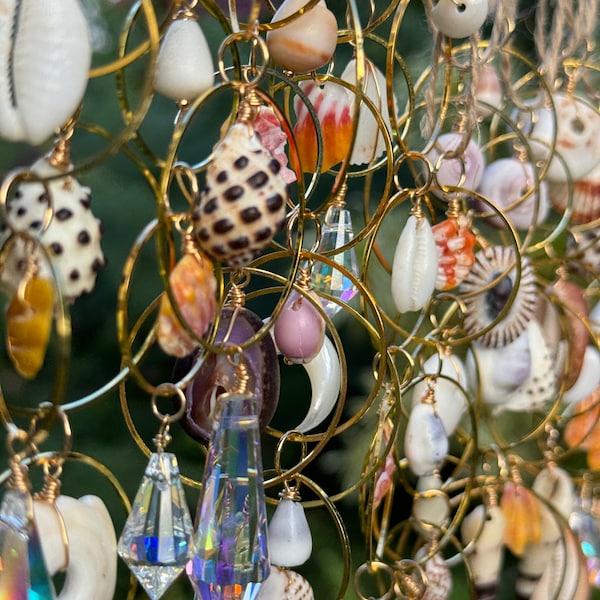 Kauai Shells - Etsy