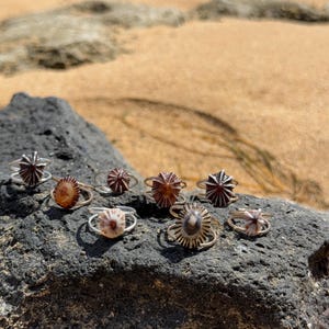 Kauai Opihi Shell Cocktail Ring in 14k Gold Fill or Sterling Silver - Etsy
