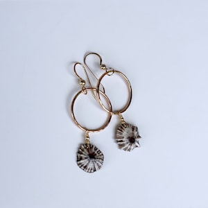 Mini Opihi Shell Collection - Etsy