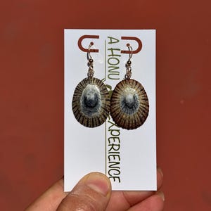 Kauai Opihi Shell Earrings - Etsy