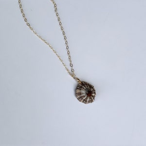 Mini Opihi Shell Collection - Etsy