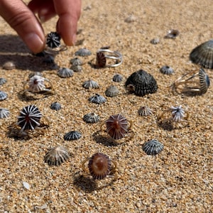 Kauai Opihi Shell Cocktail Ring in 14k Gold Fill or Sterling Silver - Etsy