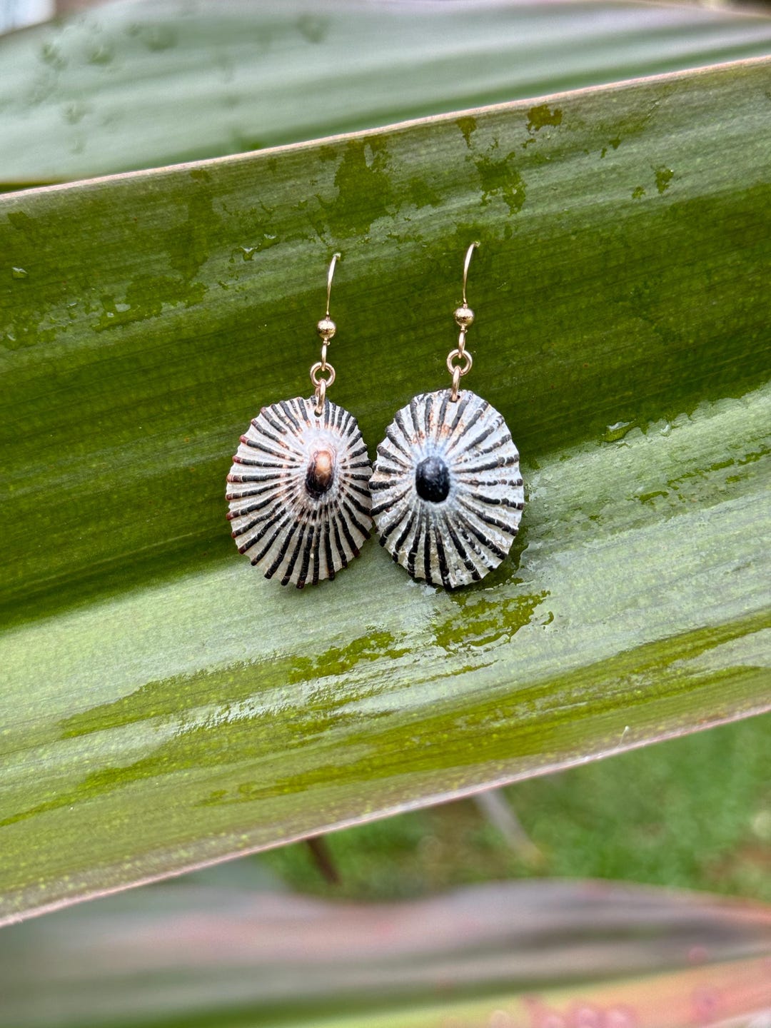 Kauai Opihi Shell Earrings - Etsy