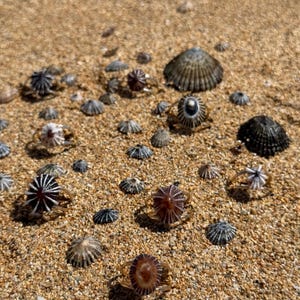 Kauai Opihi Shell Cocktail Ring in 14k Gold Fill or Sterling Silver - Etsy