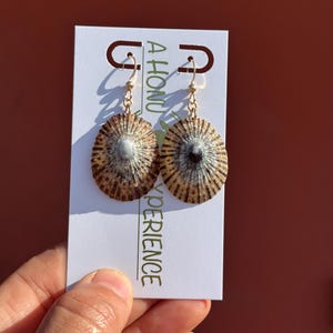 Kauai Opihi Shell Earrings - Etsy