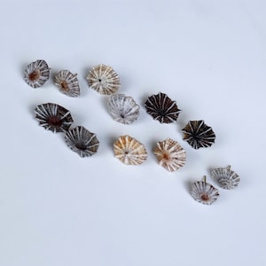 Mini Opihi Shell Collection - Etsy