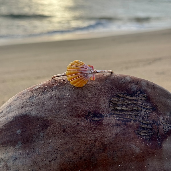 Sunrise Shell - Etsy