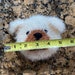 Dish Scrubbies Scrubber Scrubbie Scrubby Sponge Reusable Dog Puppy ...