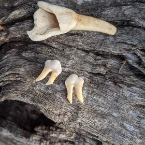 Animal Teeth Wild Boar Natural Found in Texas - Etsy
