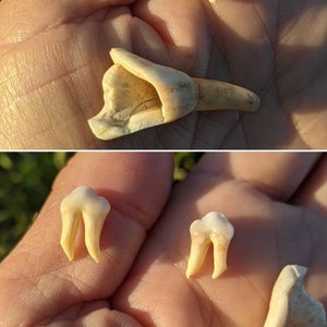 Animal Teeth Wild Boar Natural Found in Texas - Etsy