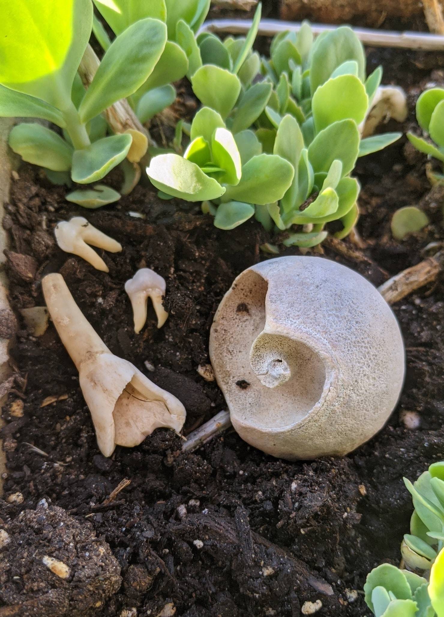 Wild Hogs Animal Teeth