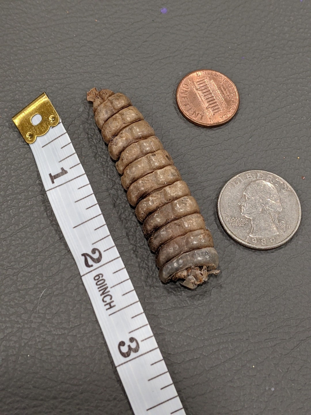 Texas Rattlesnake Rattler 11 Plus Birth Button 2 1/2 Inch - Etsy