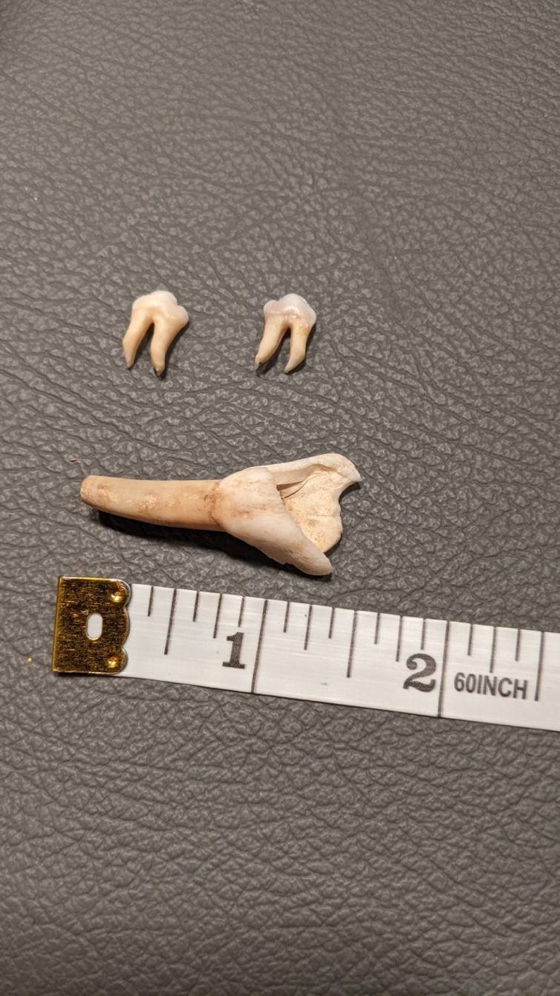 Animal Teeth Wild Boar Natural Found in Texas - Etsy