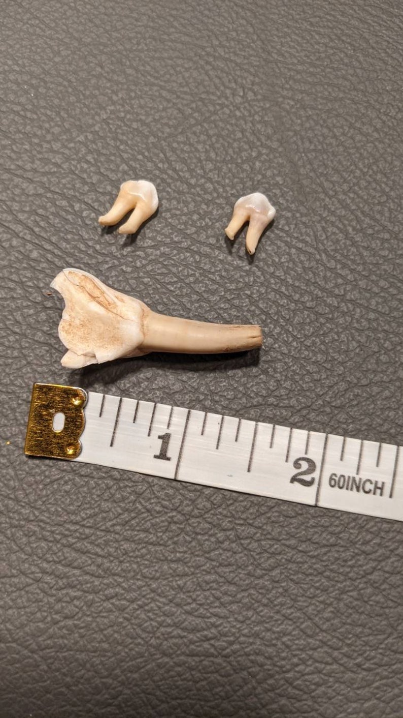 Animal Teeth Wild Boar Natural Found in Texas - Etsy