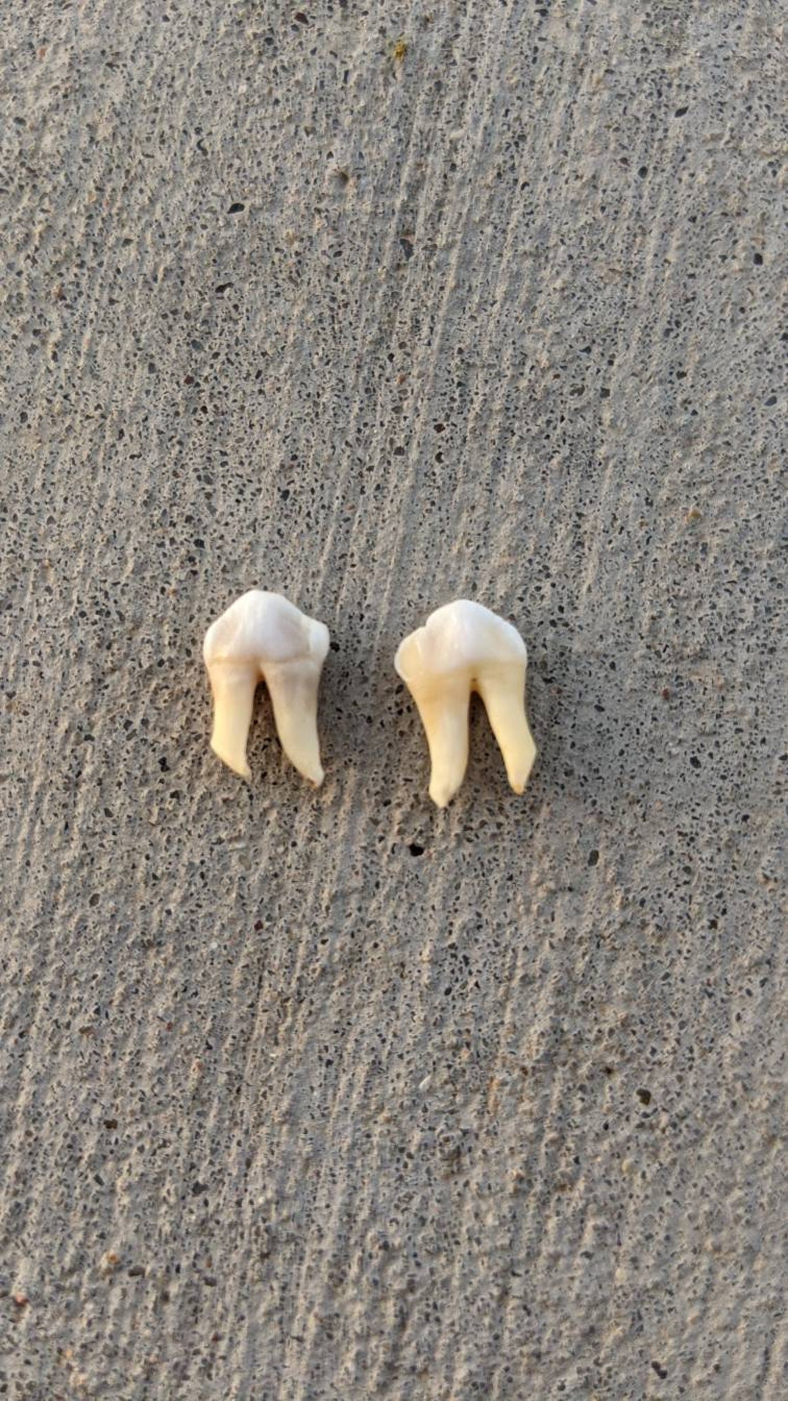 Animal Teeth Wild Boar Natural Found in Texas - Etsy