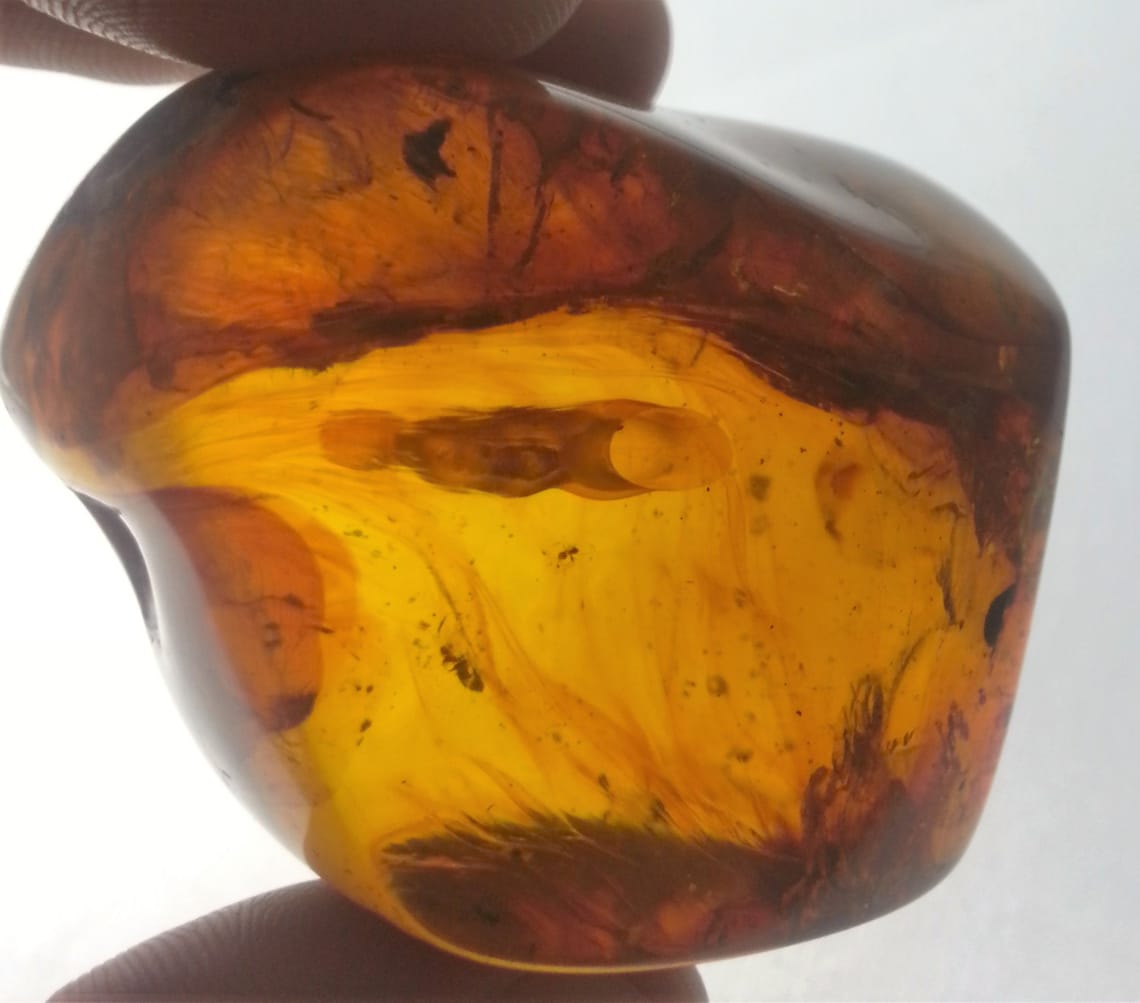 Good Clarity Mexican Amber Full Polished W Rare Maggot and - Etsy Canada