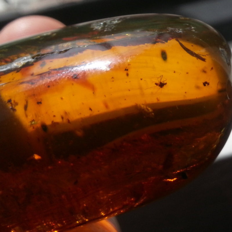 Amber With Insect - Etsy