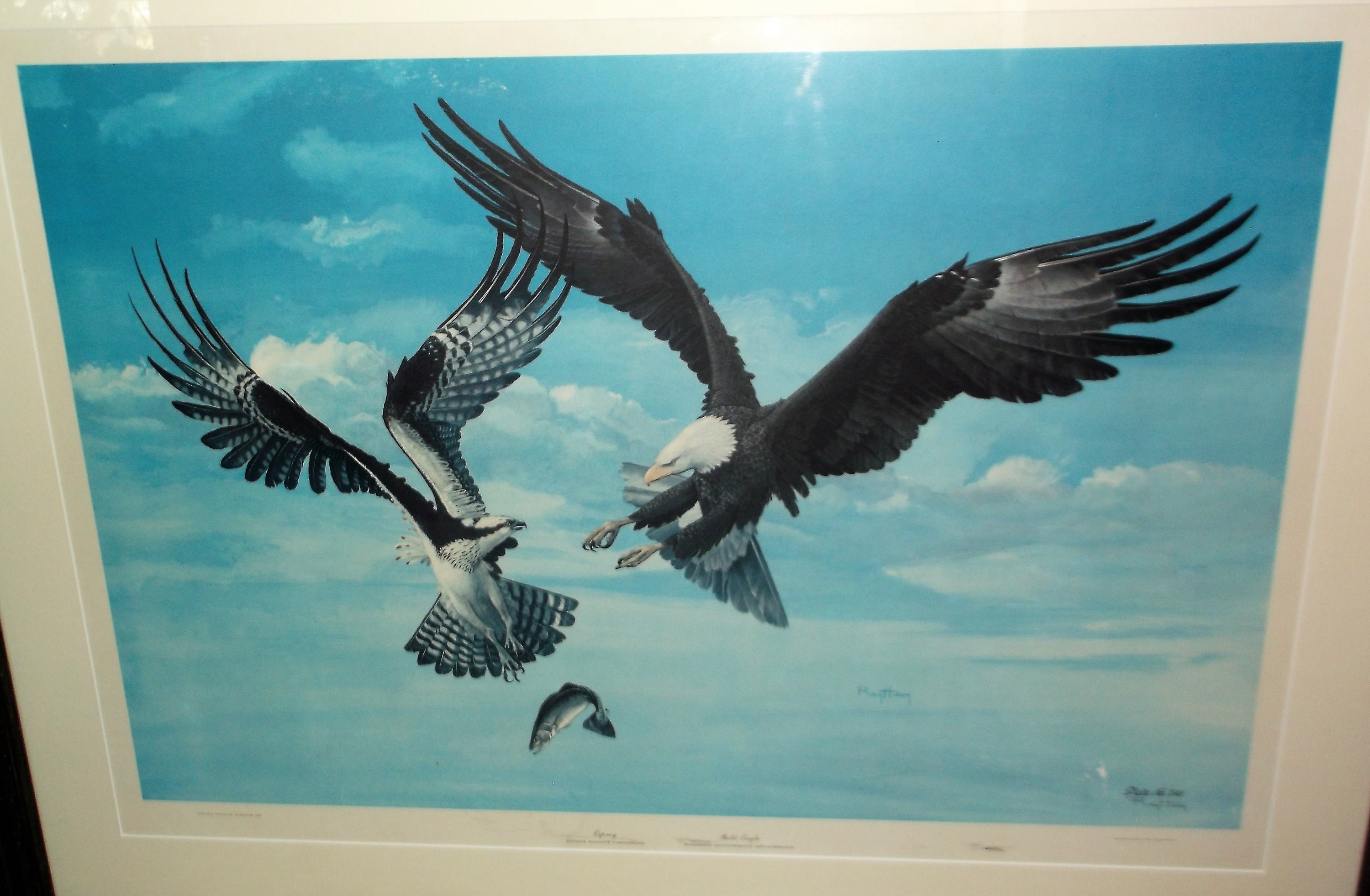 Rare Ray Harm Limited Edition Print Osprey & Bald Eagle Plate | Etsy
