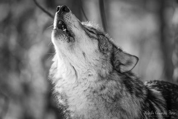 Wildlife Photography Wolf Photography Animal Photography | Etsy