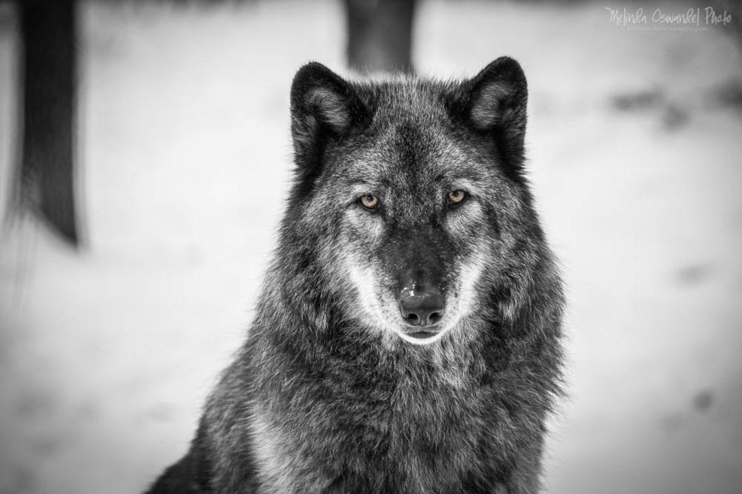 Wildlife Photography, Wolf Photography, Animal Photography, Wolf ...