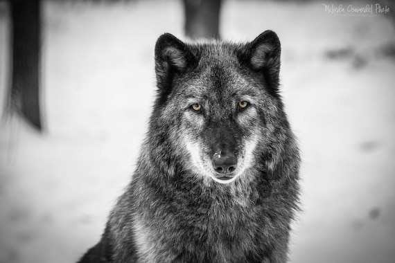 British Columbian Wolf