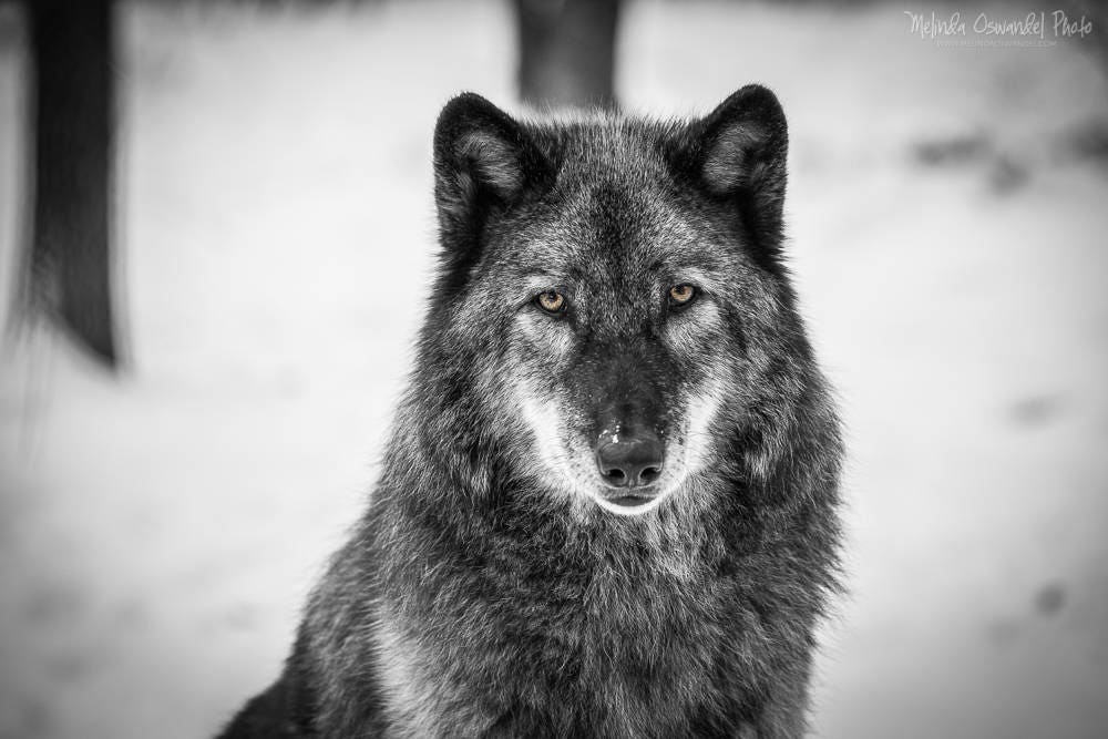 Wildlife Photography Wolf Howling Woods Farm | Providing Education